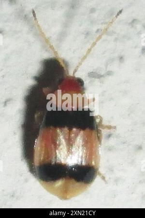 Blackbelly Leafbeetle (Monolepta melanogaster) Insecta Stock Photo - Alamy