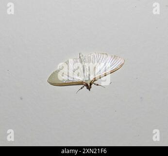Orange-shouldered Sherbet Moth (Diaphania costata) Insecta Stock Photo ...