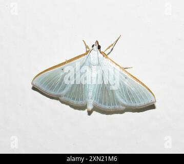 Orange-shouldered Sherbet Moth (Diaphania costata Stock Photo - Alamy