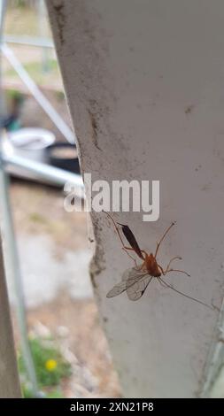 Orange Ichneumonid wasp (Netelia ephippiata) Insecta Stock Photo - Alamy