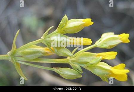 (Sebaea pentandra) Plantae Stock Photo - Alamy