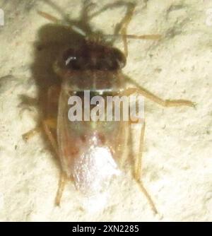 Big-eyed Bugs (Geocoridae) Insecta Stock Photo - Alamy