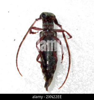 (Eunidia subtergrisea) Insecta Stock Photo - Alamy