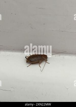 Dusky Cockroach (Ectobius lapponicus) Insecta Stock Photo - Alamy