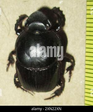 (Onitis deceptor) Insecta Stock Photo - Alamy