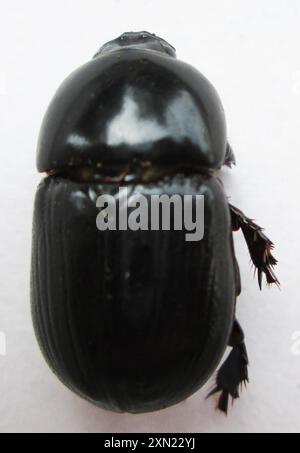Black Beetles (Heteronychus) Insecta Stock Photo - Alamy