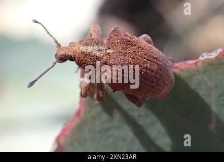 Eucalyptus Weevils (Gonipterus) Insecta Stock Photo - Alamy