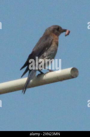 Eastern Bluebird (Sialia sialis) Aves Stock Photo - Alamy