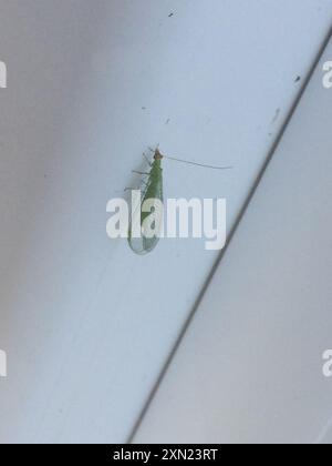 (Chrysopa oculata) Insecta Stock Photo - Alamy