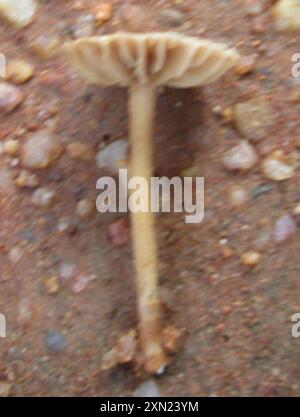 pinwheel family (Marasmiaceae) Fungi Stock Photo - Alamy