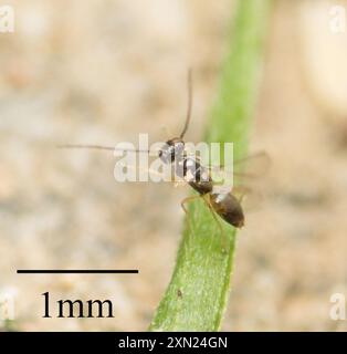 Fairy Wasps (Mymaridae) Insecta Stock Photo - Alamy