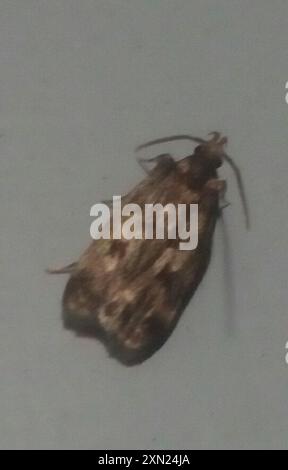 Square-spotted Martyringa Moth (Martyringa latipennis) Insecta Stock ...