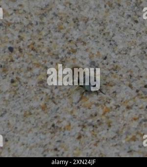 (Microbembex monodonta) Insecta Stock Photo - Alamy