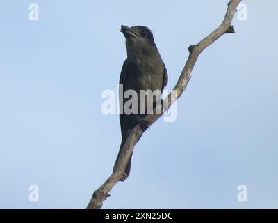 Crested Becard (Pachyramphus validus) Aves Stock Photo - Alamy