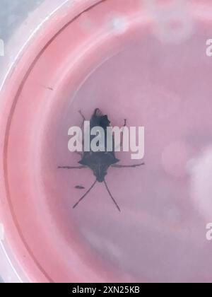 Schellenberg's soldier bug (Oechalia schellenbergii) Insecta Stock ...