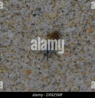 (Microbembex monodonta) Insecta Stock Photo - Alamy