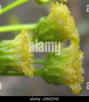 Sticky Psiadia (Psiadia punctulata) Plantae Stock Photo - Alamy