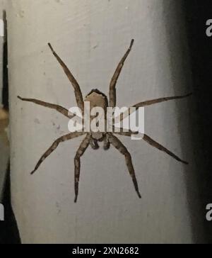 (Selenops submaculosus) Arachnida Stock Photo - Alamy