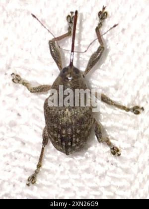 Nut and Acorn Weevils (Curculio) Insecta Stock Photo - Alamy