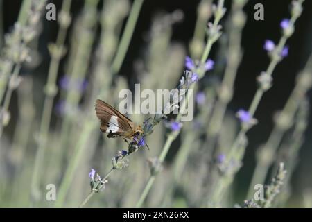 Two Pip Policeman (Coeliades pisistratus Stock Photo - Alamy