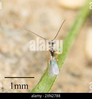 Fairy Wasps (Mymaridae) Insecta Stock Photo - Alamy