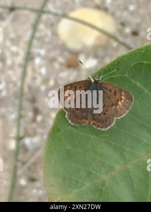 Dorcas Copper (Tharsalea dorcas) Insecta Stock Photo - Alamy