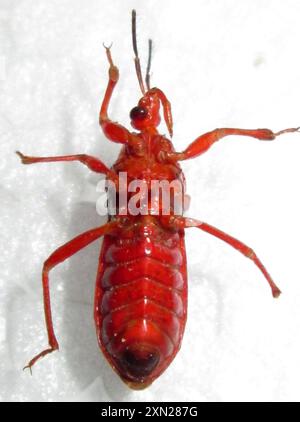 Millipede Assassin Bugs (Ectrichodiinae) Insecta Stock Photo - Alamy