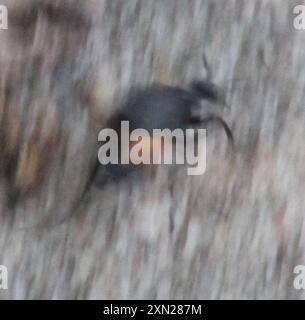 Burning Blister Beetles (Epicauta) Insecta Stock Photo - Alamy