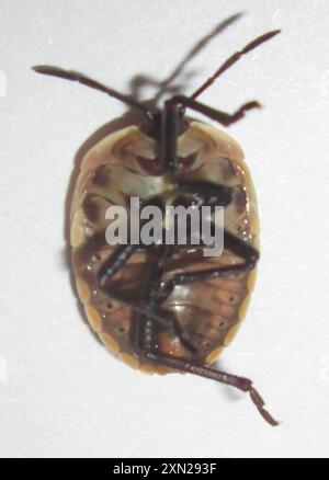 Dinidorid Bugs (Dinidoridae) Insecta Stock Photo - Alamy