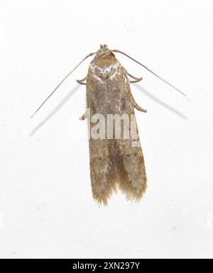 Blastobasid Moths (Blastobasidae) Insecta Stock Photo - Alamy