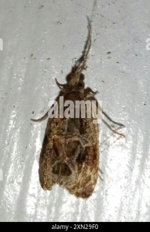 Tortricid Leafroller Moths (Tortricidae) Insecta Stock Photo - Alamy