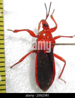 Millipede Assassin Bugs (Ectrichodiinae) Insecta Stock Photo - Alamy