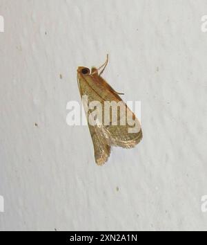 Hayworms (Hypsopygia) Insecta Stock Photo - Alamy