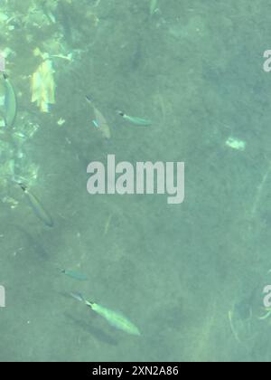 Sargo (Diplodus sargus) Actinopterygii Stock Photo - Alamy