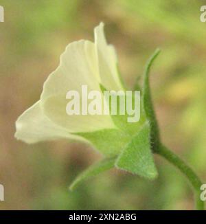 Dainty Pavonia (Pavonia burchellii) Plantae Stock Photo - Alamy