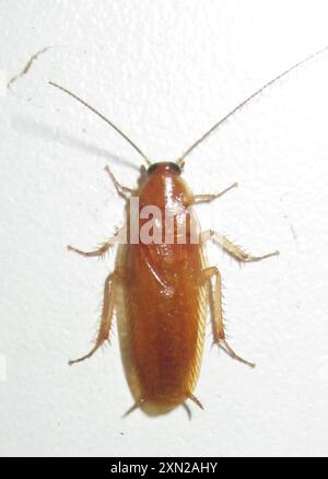 Typical Cockroaches and Termites (Blattoidea), Insecta, Hobart TAS ...