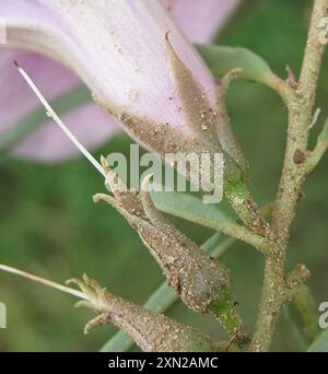 Narrowleaf Morning Glory (Ipomoea bolusiana) Plantae Stock Photo - Alamy