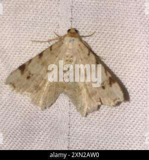 Red-headed Inchworm Moth (Macaria bisignata) Insecta Stock Photo - Alamy