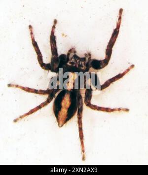 Striking Jumping Spiders (Icius) Arachnida Stock Photo - Alamy