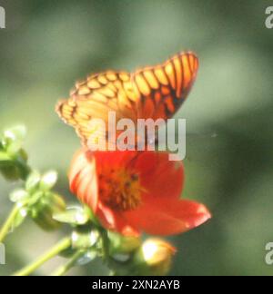 Mexican Silverspot (Dione moneta) Insecta Stock Photo - Alamy