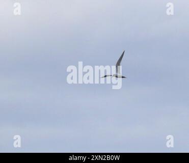 Snowy-crowned Tern (Sterna trudeaui) Aves Stock Photo - Alamy