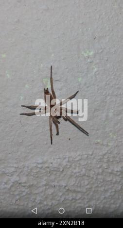 Stone Spiders (Drassodes) Arachnida Stock Photo - Alamy