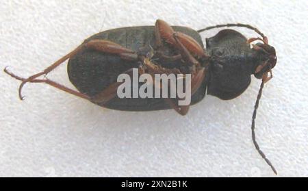 Yellow-spotted Ground Beetles (Craspedophorus) Insecta Stock Photo - Alamy