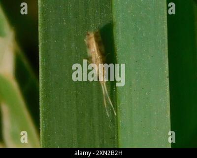 Microcaddisflies (Hydroptilidae) Insecta Stock Photo - Alamy