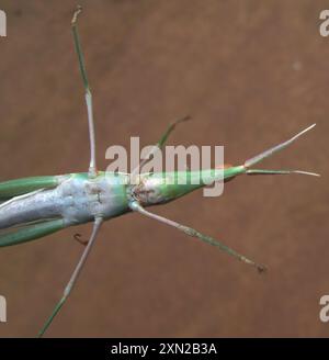 Common Stick Grasshopper (Acrida acuminata) Insecta Stock Photo - Alamy
