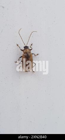 Heather Beetle (Lochmaea suturalis) Insecta Stock Photo - Alamy