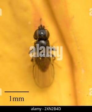 Freeloader Flies (Milichiidae) Insecta Stock Photo - Alamy