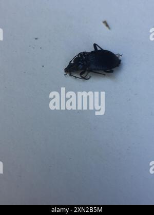 Snail-eating Beetles (Scaphinotus), Insecta, Irish Hills Natural ...