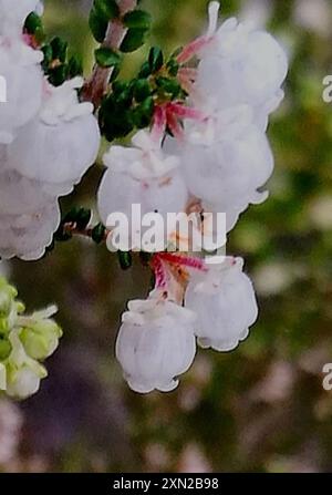 Stunning Heath (Erica formosa) Plantae Stock Photo - Alamy