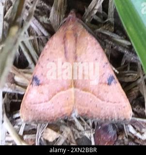 Wedgling Moth (Galgula partita) Insecta Stock Photo - Alamy